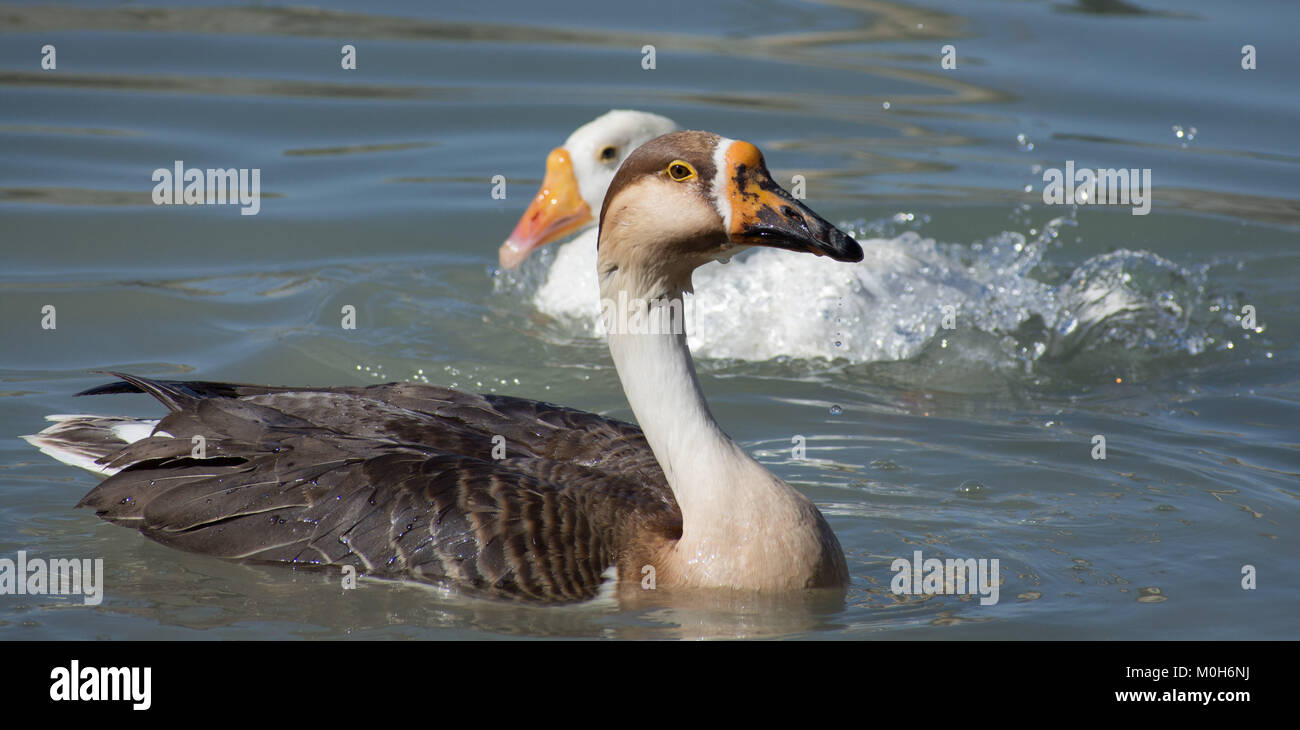 Goose in water hi-res stock photography and images - Alamy