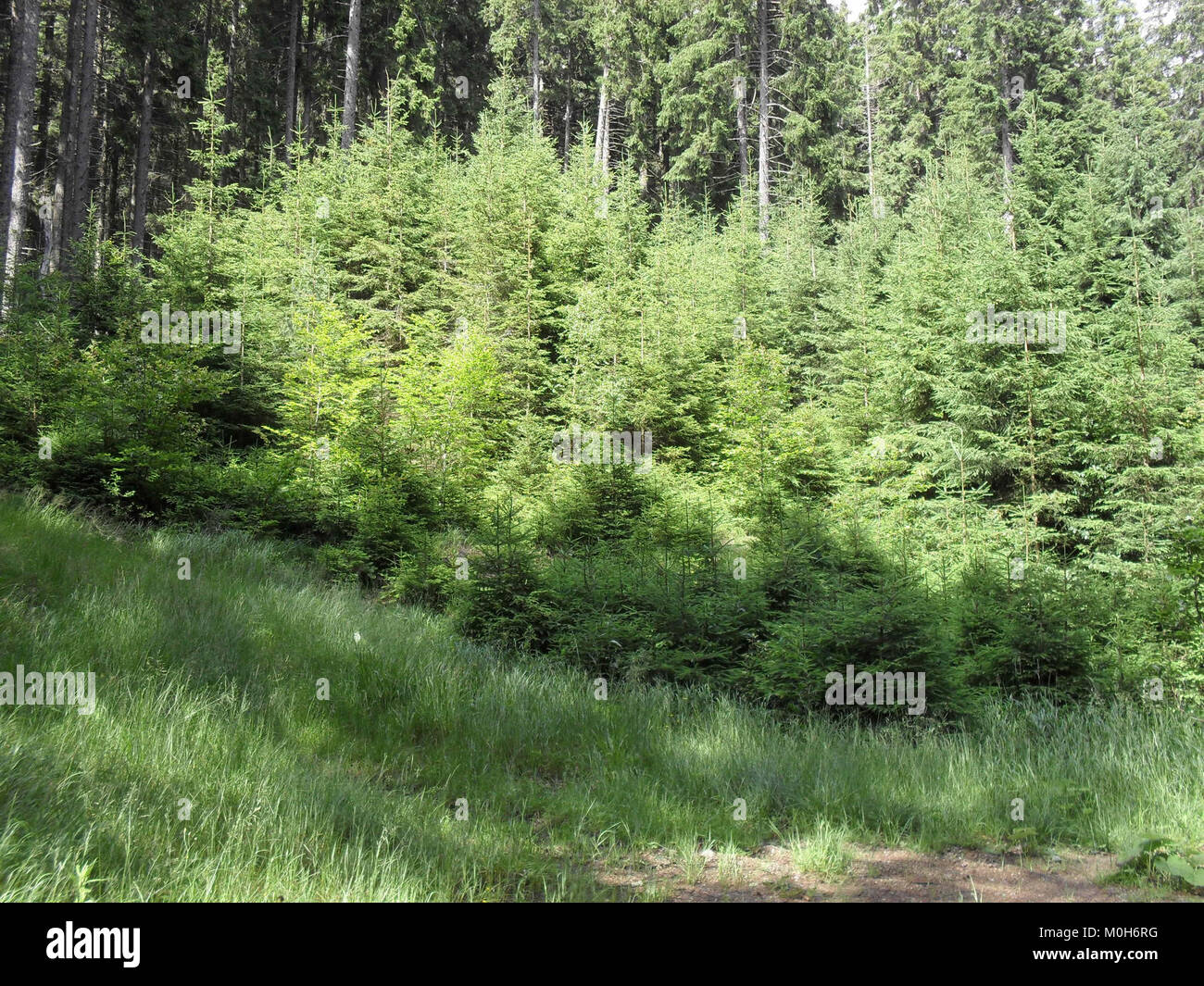 Boubinsky hi-res stock photography and images - Alamy