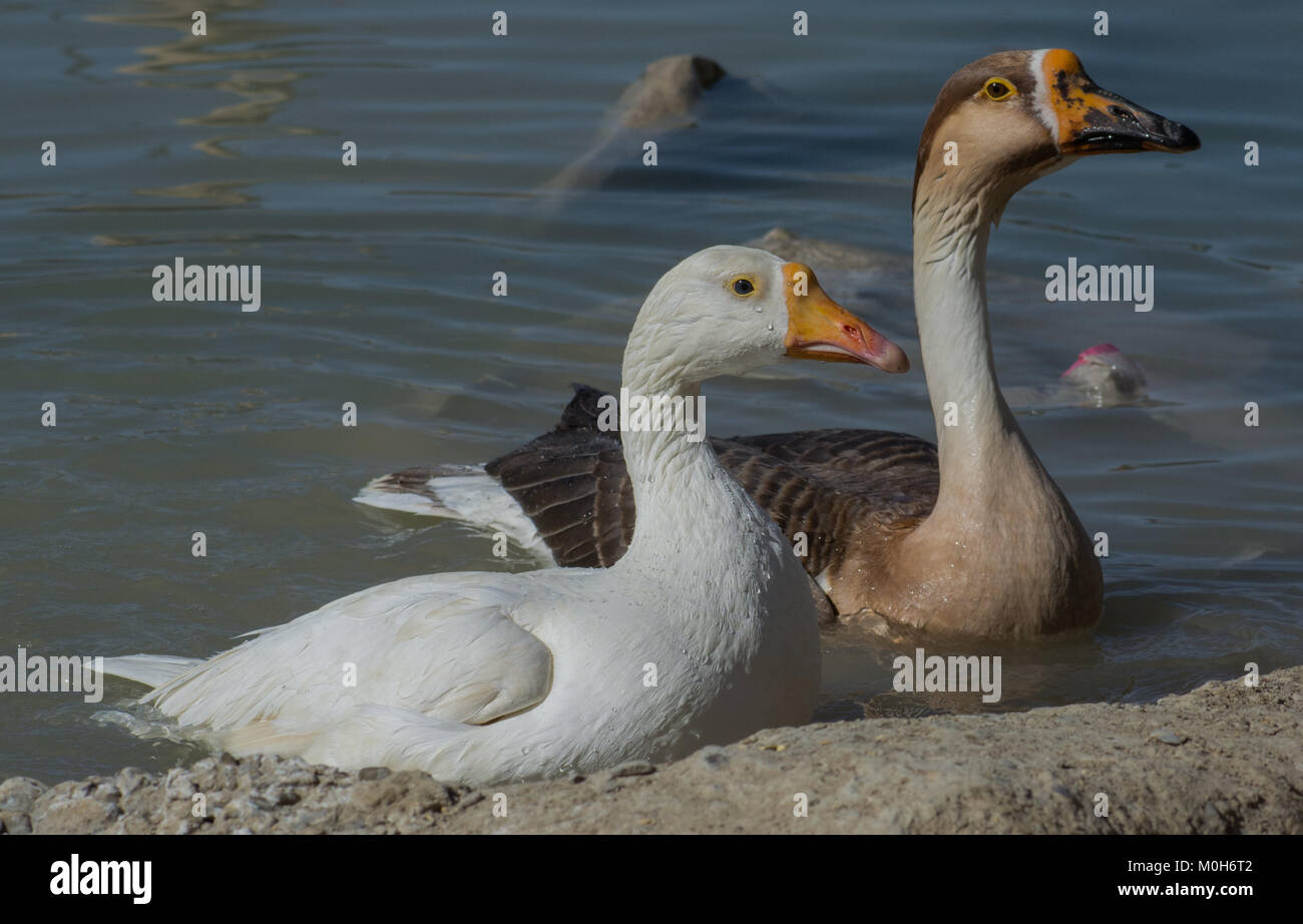 Geese in water Stock Photo - Alamy