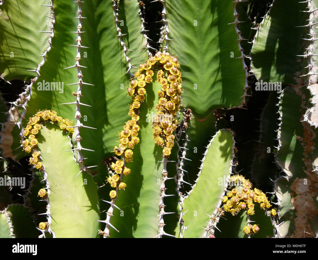 The detailed image showcases a giant cactus, highlighting the intricate ...