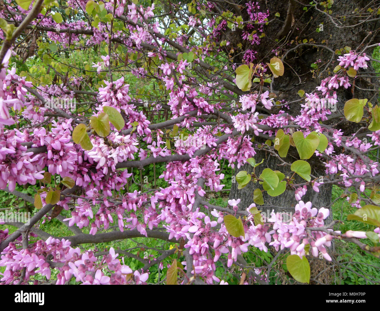 'Branche en fleurs - arbre de Judée' depicts a flowering branch of the Judas tree. The painting ...