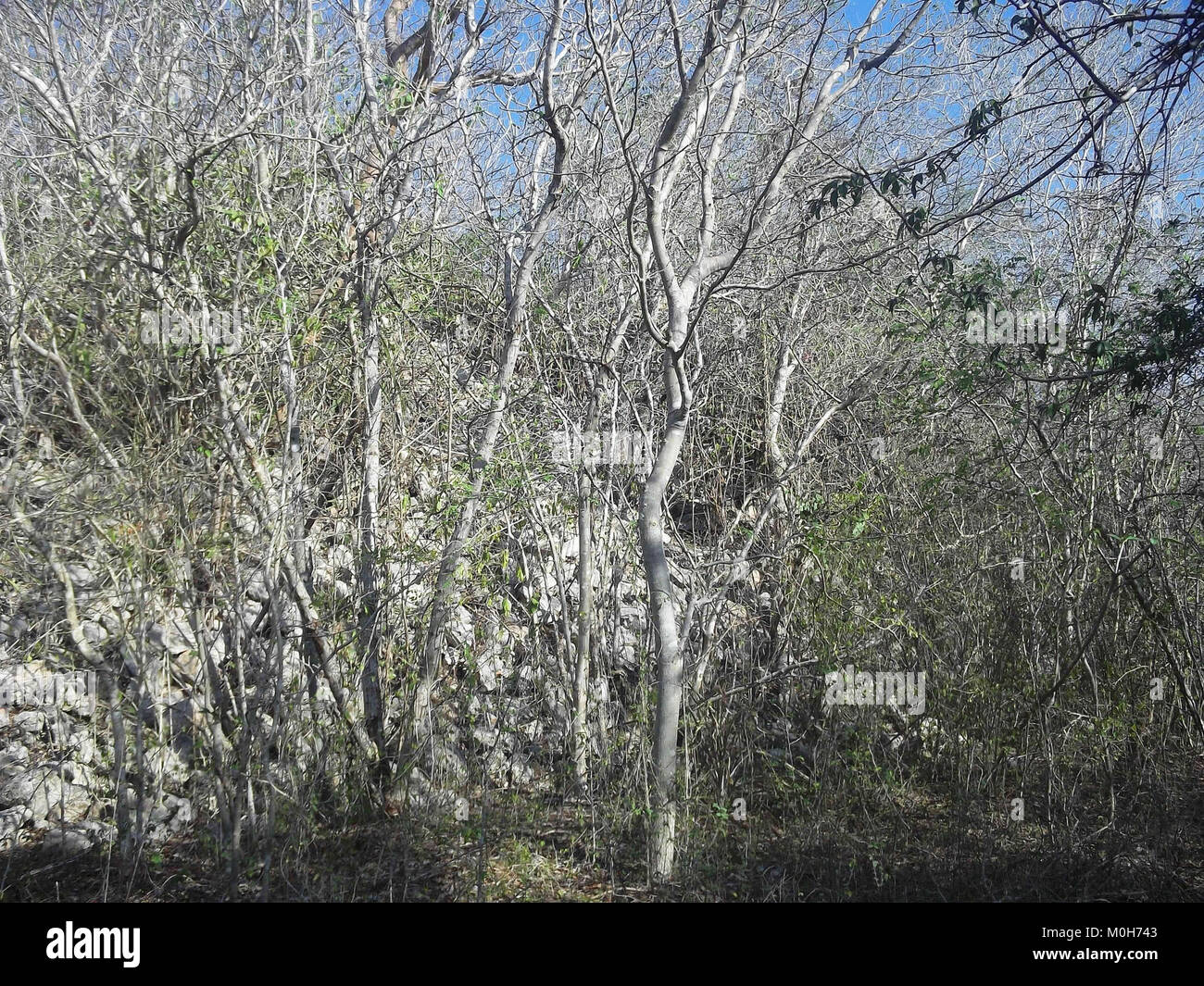 Calotmul (Yaxkukul), Yucatán (14 Stock Photo - Alamy