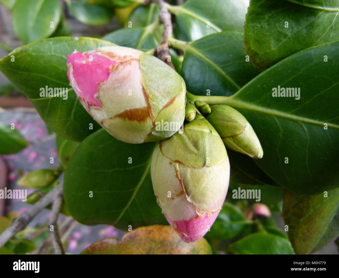 A close-up view of camellia flower buds, highlighting their natural ...