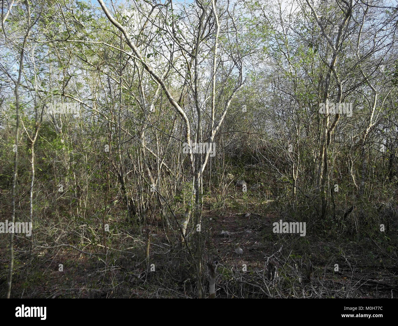 Calotmul (Yaxkukul), Yucatán (29 Stock Photo - Alamy