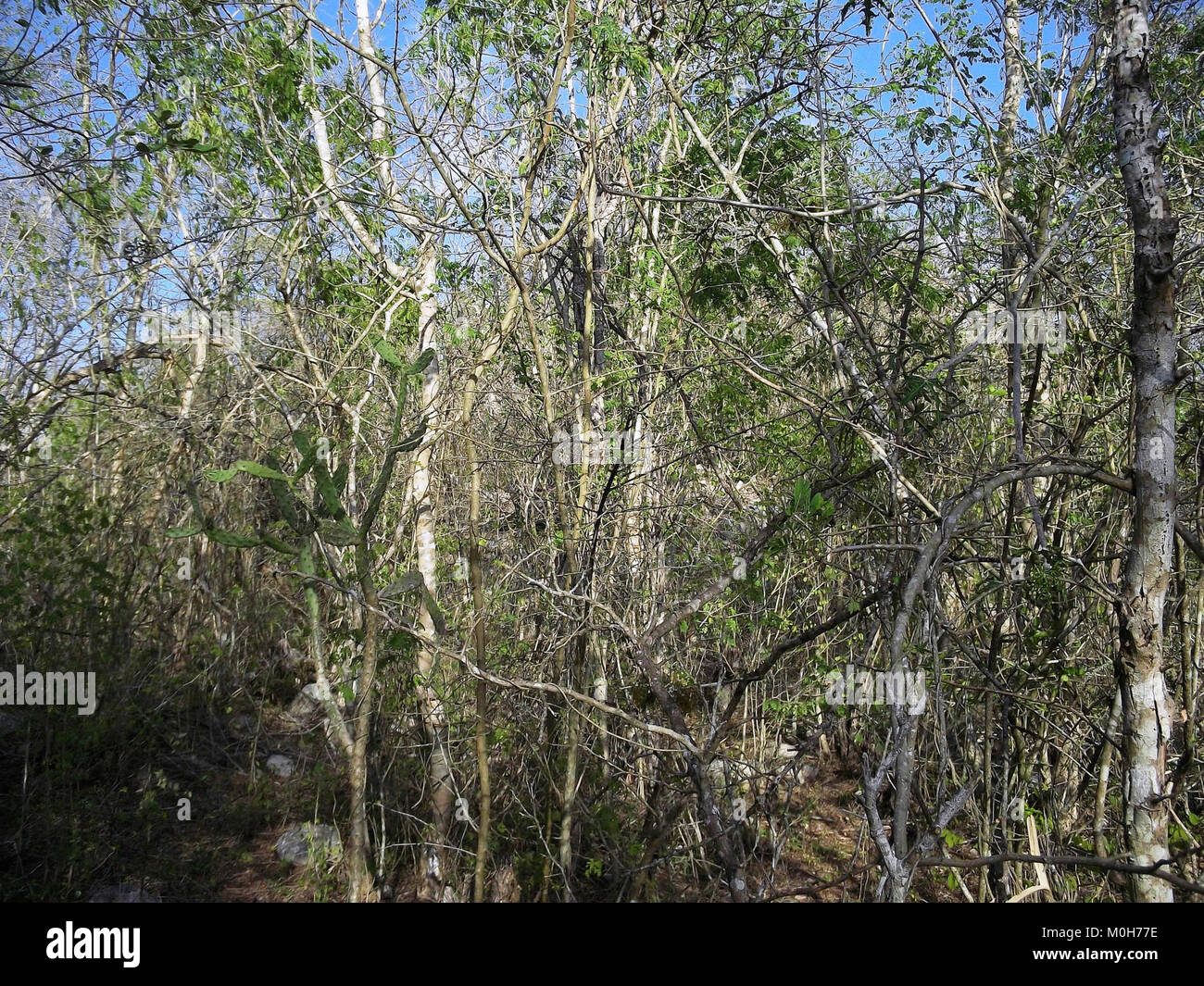Calotmul (Yaxkukul), Yucatán (28 Stock Photo - Alamy