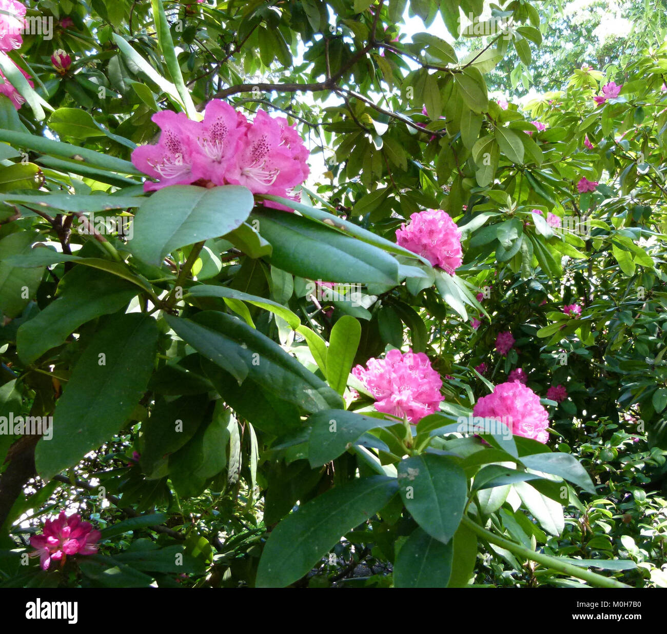 Photo de buisson hi-res stock photography and images - Alamy