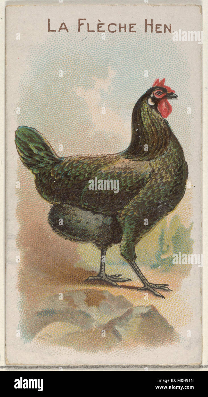 This card from the 'Prize and Game Chickens' series depicts the La ...