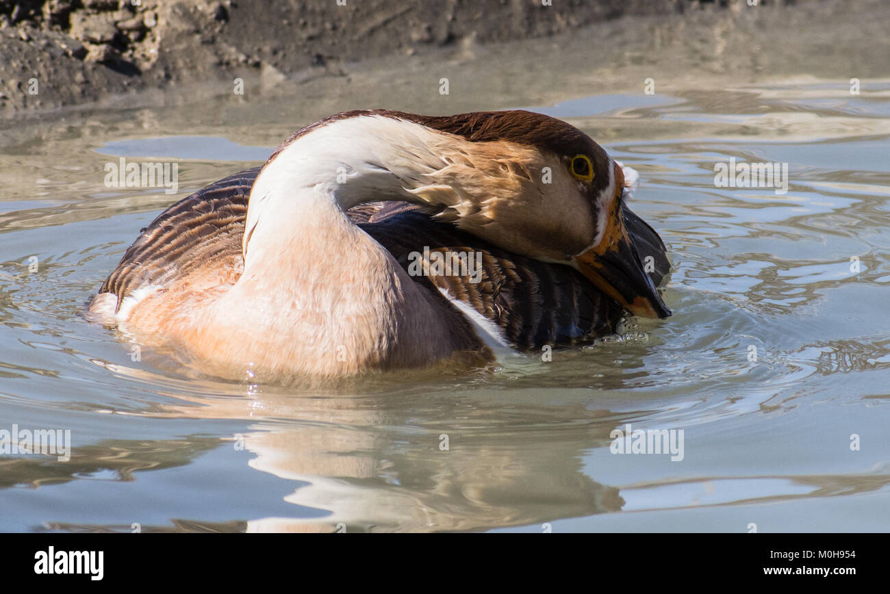 Goose in water hi-res stock photography and images - Alamy