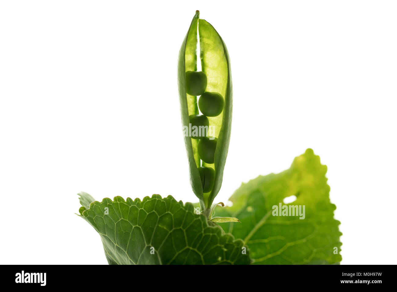 beautiful composition with pea pod Stock Photo - Alamy