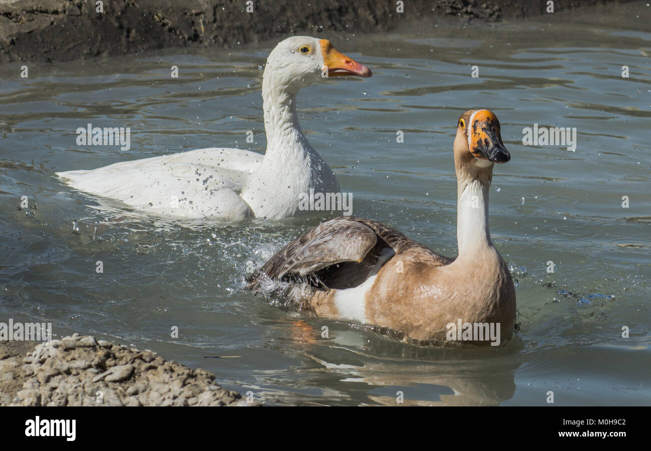 Goose in water hi-res stock photography and images - Alamy