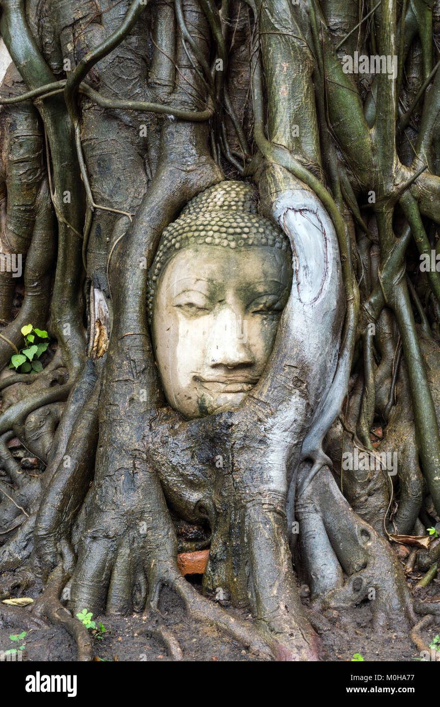 Asia,Thailand,Ayutthaya,Wat Mahathat temple ruins,Buddha head in tree ...