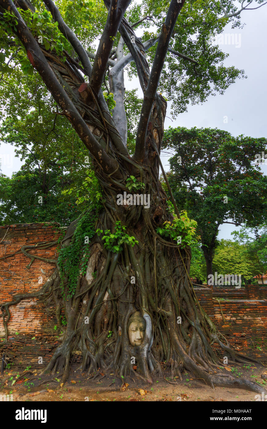 Asia,Thailand,Ayutthaya,Wat Mahathat temple ruins,Buddha head in tree ...