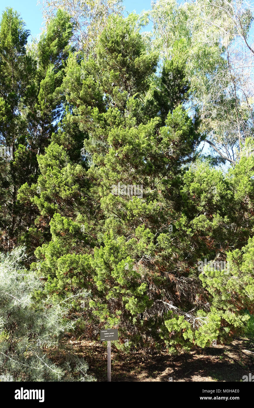 A photograph of Callitris preissii, the Australian cypress pine, a ...