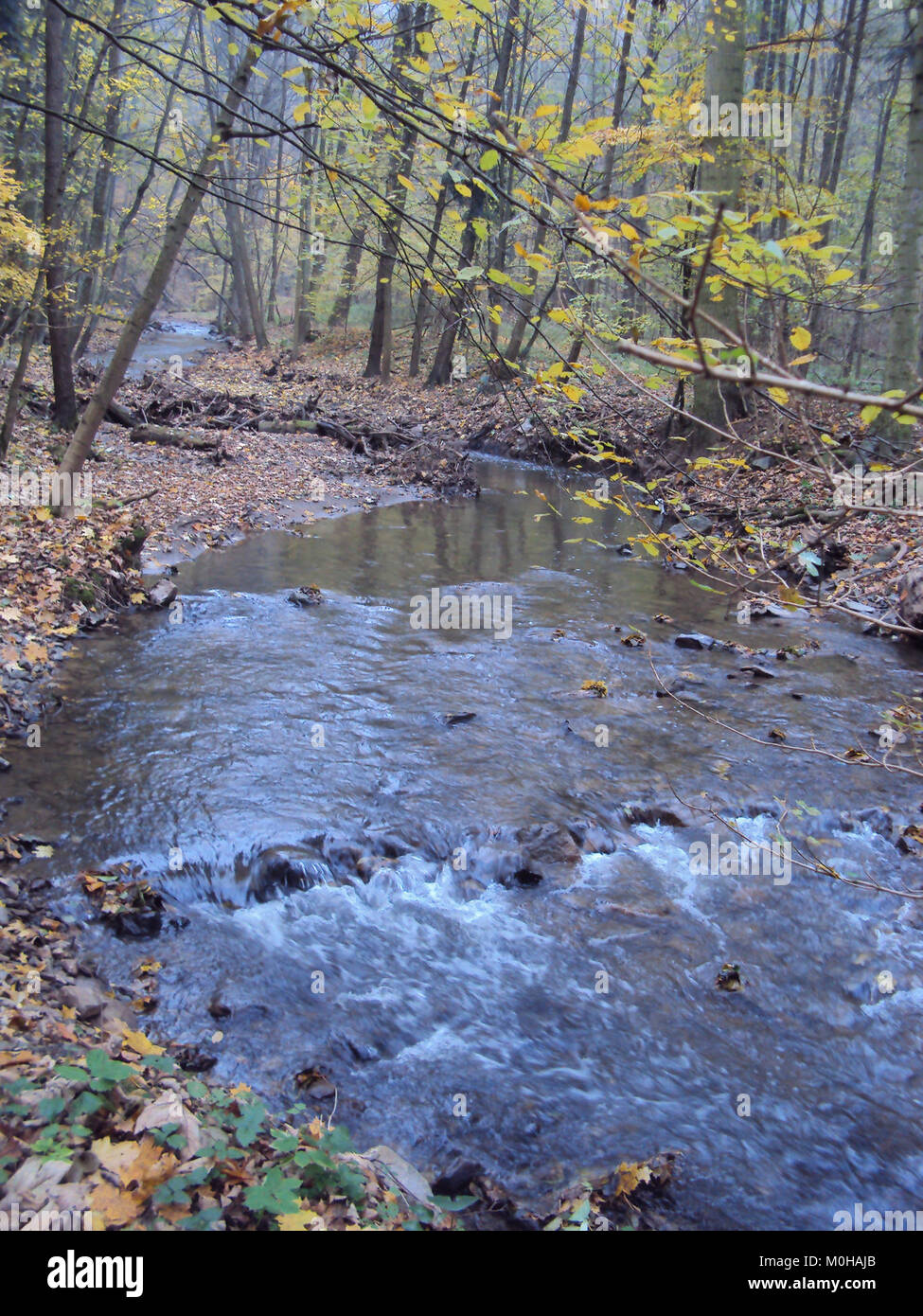 Bílý potok 2014 Stock Photo - Alamy