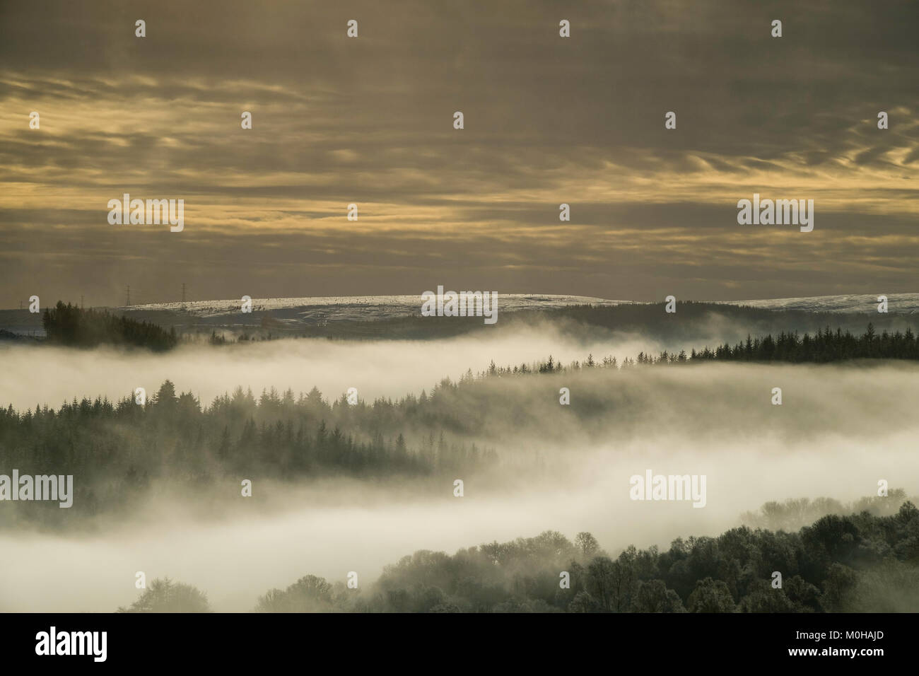 Forest in the fog Rural landscape Scotland Stock Photo - Alamy