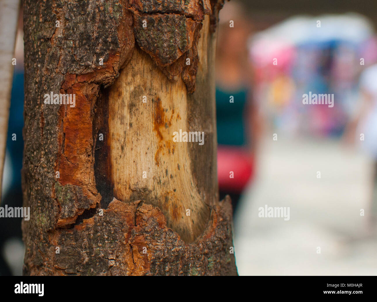 Endemic flora of brazil hi-res stock photography and images - Alamy