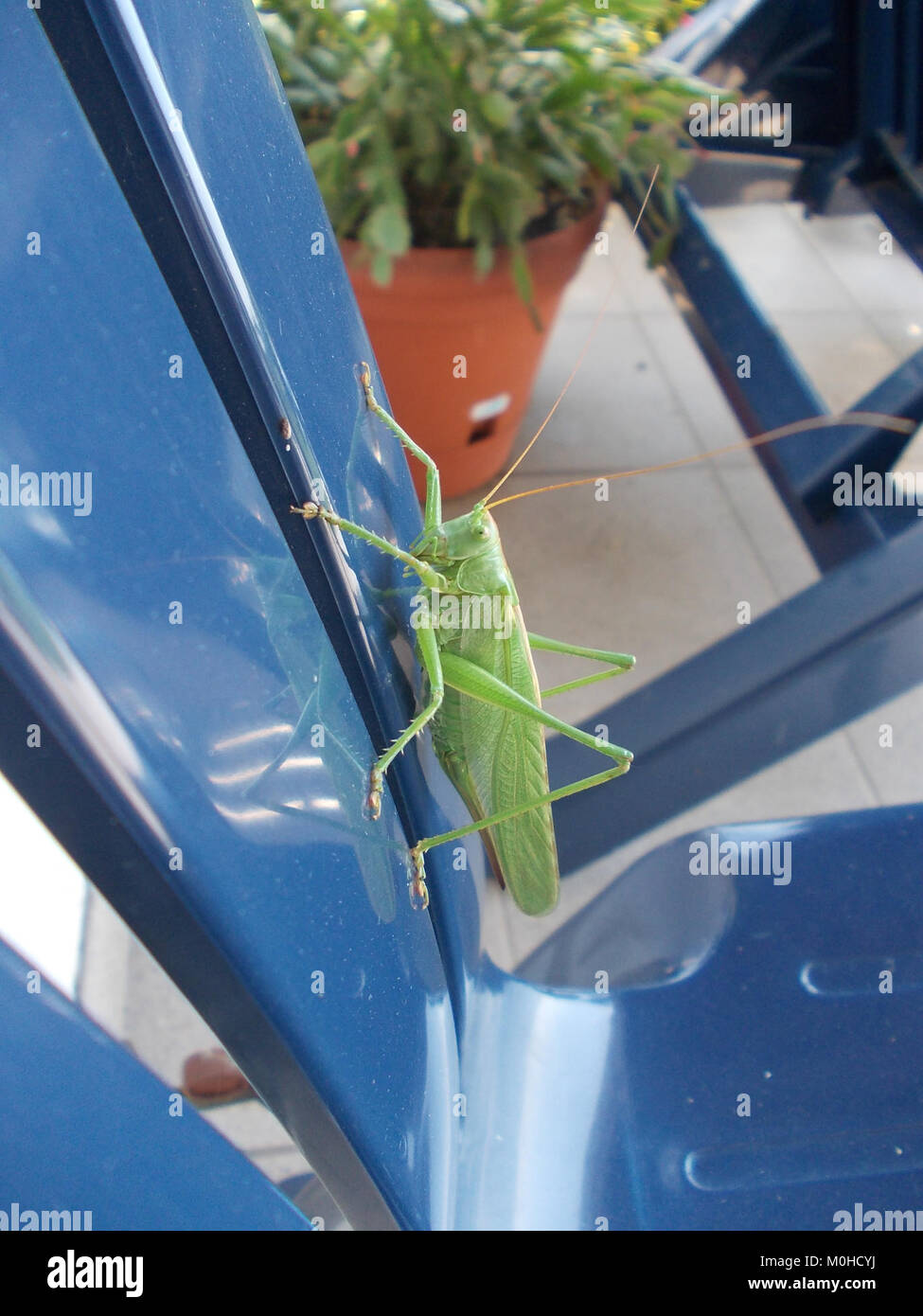 Importance of entomology hi-res stock photography and images - Alamy