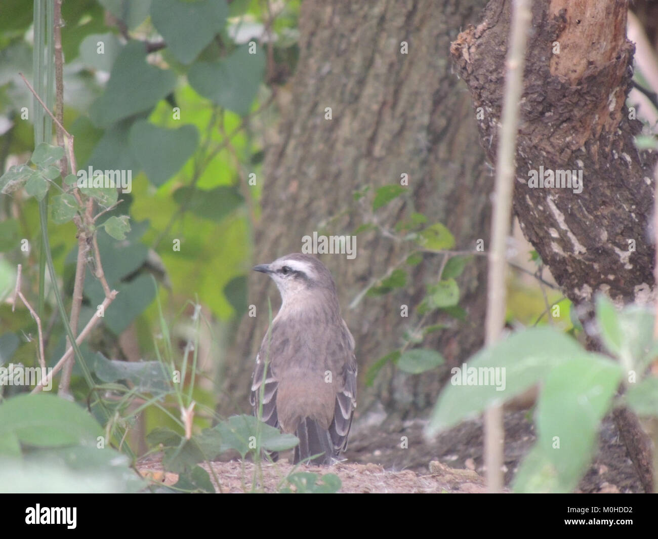 La calandria hi-res stock photography and images - Alamy