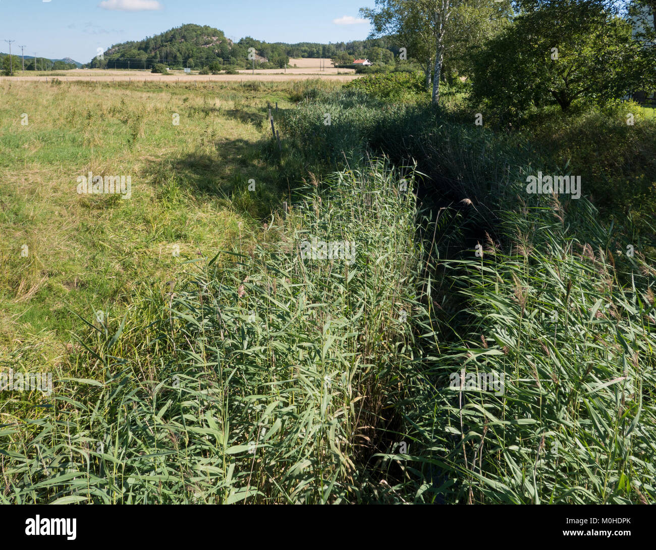 Broälven nature reserve at Brodalen 1 Stock Photo - Alamy