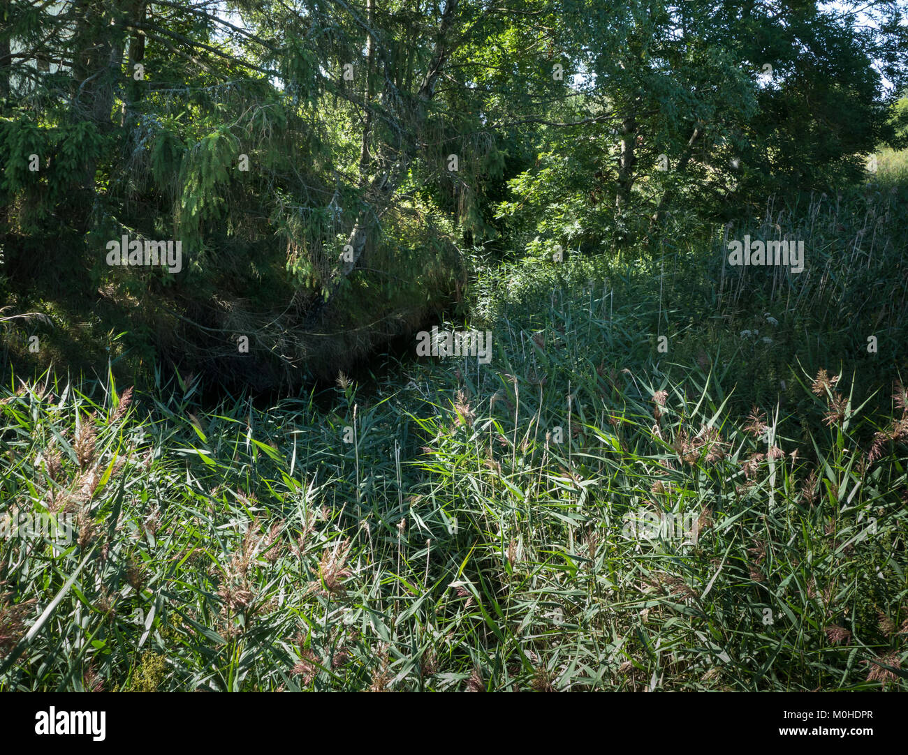 Broälven nature reserve at Brodalen 2 Stock Photo - Alamy