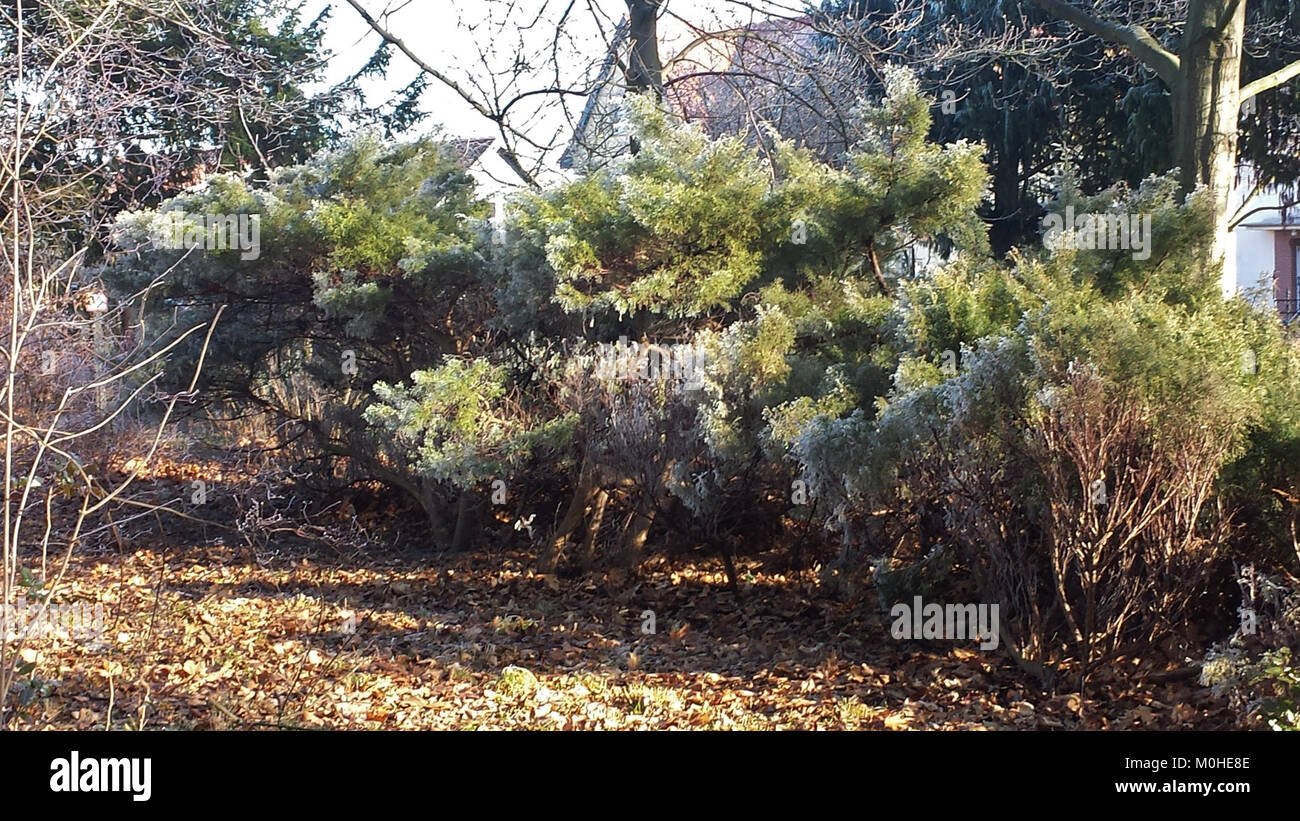 Büsche mit Raureif Stock Photo - Alamy