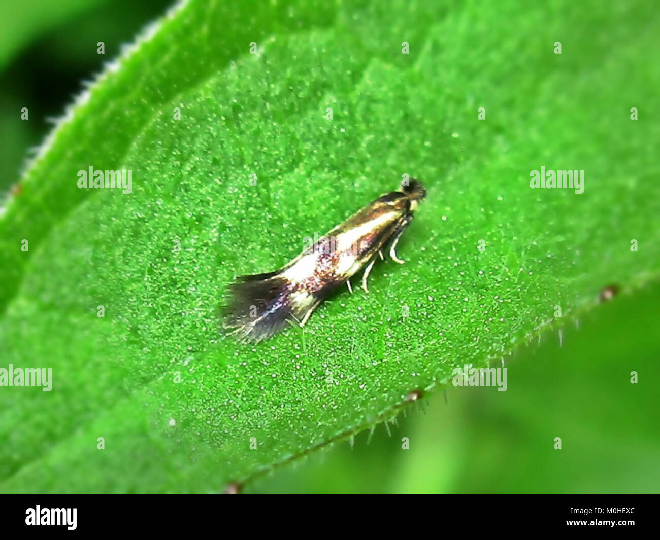 A close-up photograph of the moth species Bucculatrix nigricomella ...