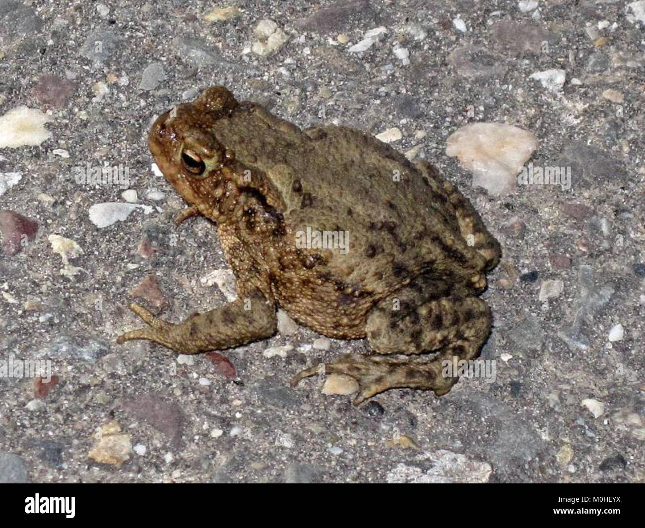 Toad life cycle hi-res stock photography and images - Alamy