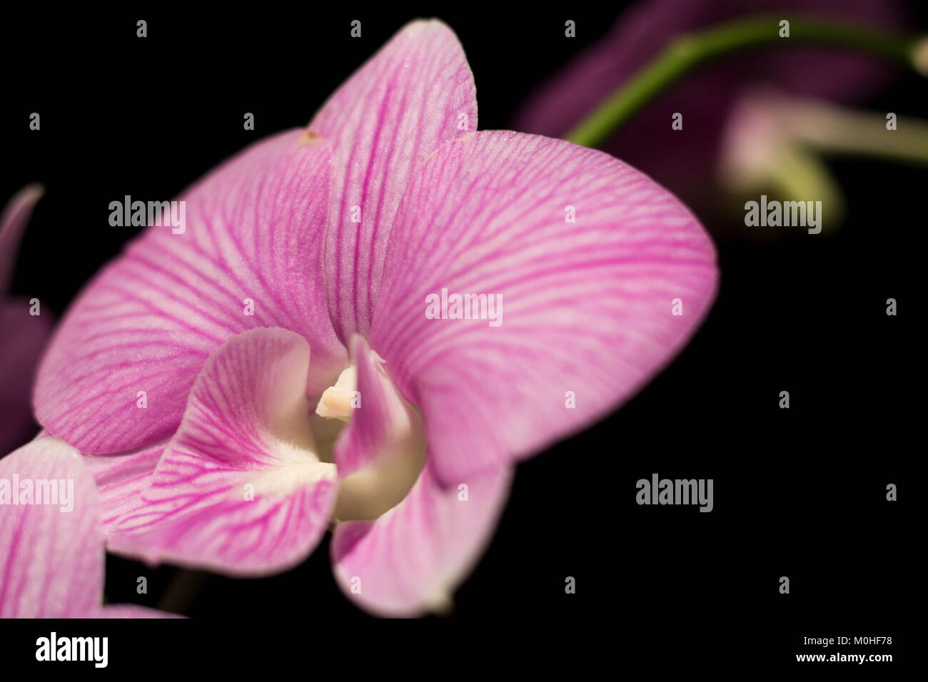 Pink Striped Orchid on Display Stock Photo - Alamy