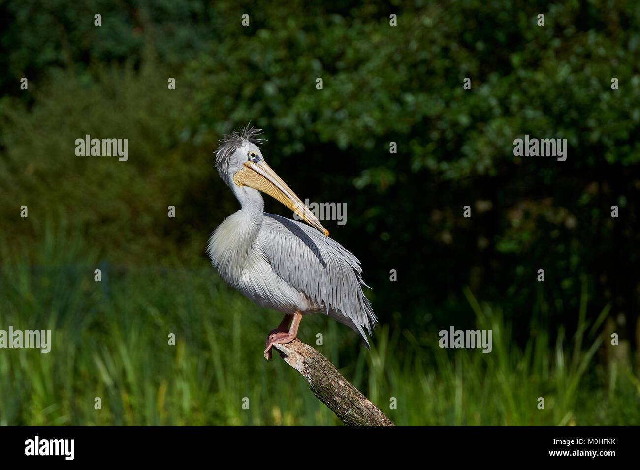 Pink backed pelican in its natural habitat Stock Photo - Alamy
