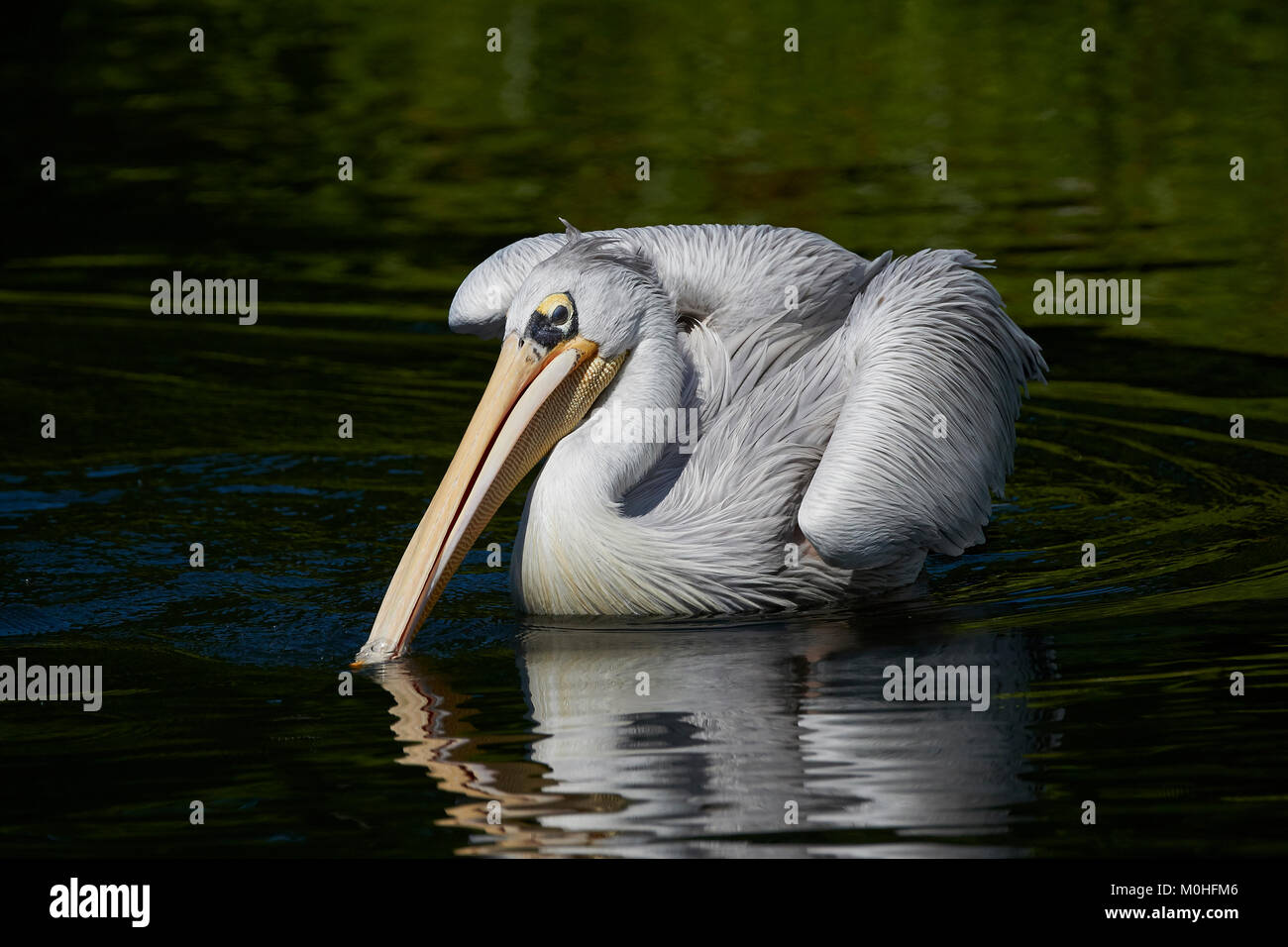 Pink backed pelican in its natural habitat Stock Photo - Alamy