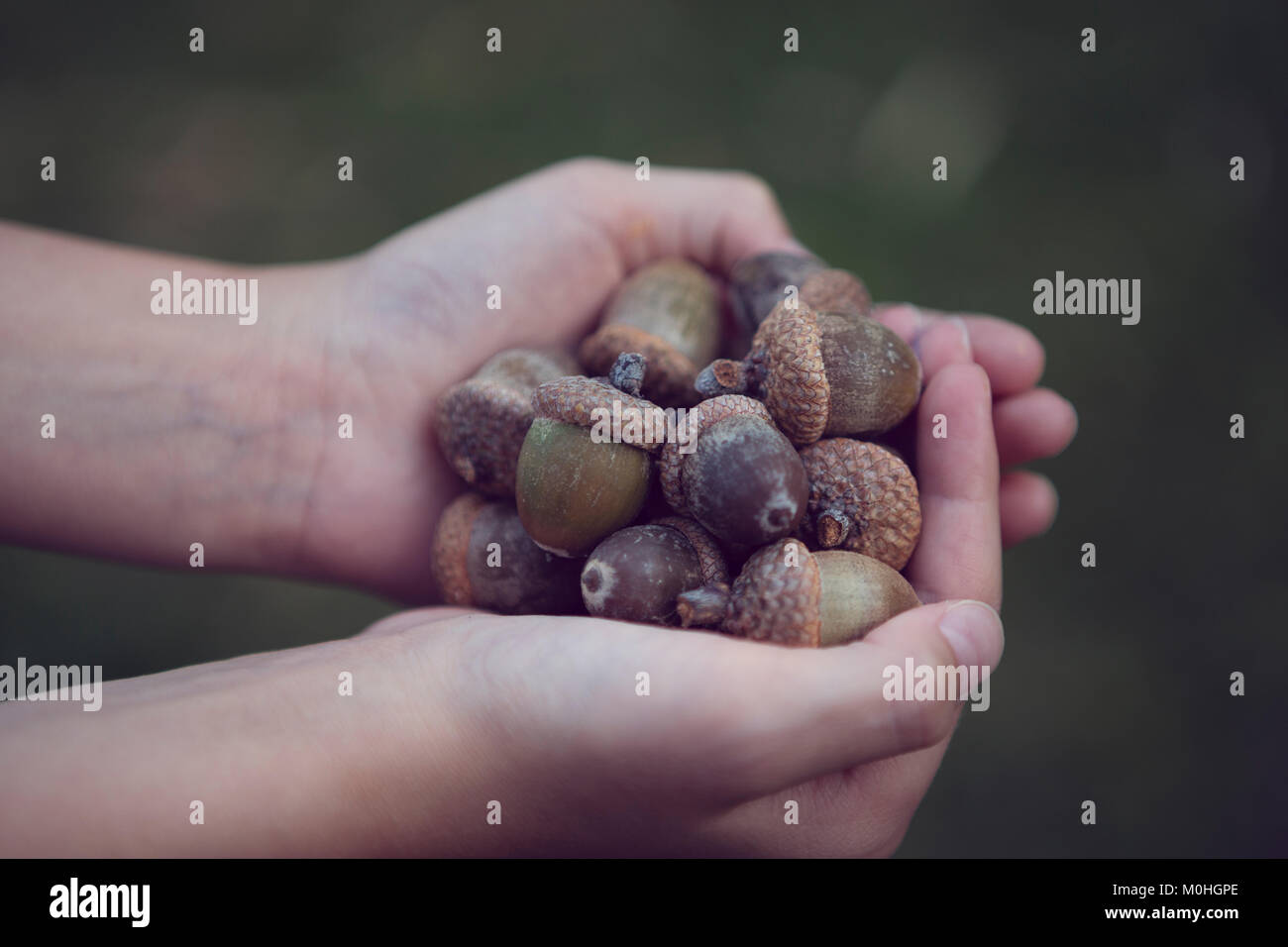 Child with a handful of acorns Stock Photo - Alamy