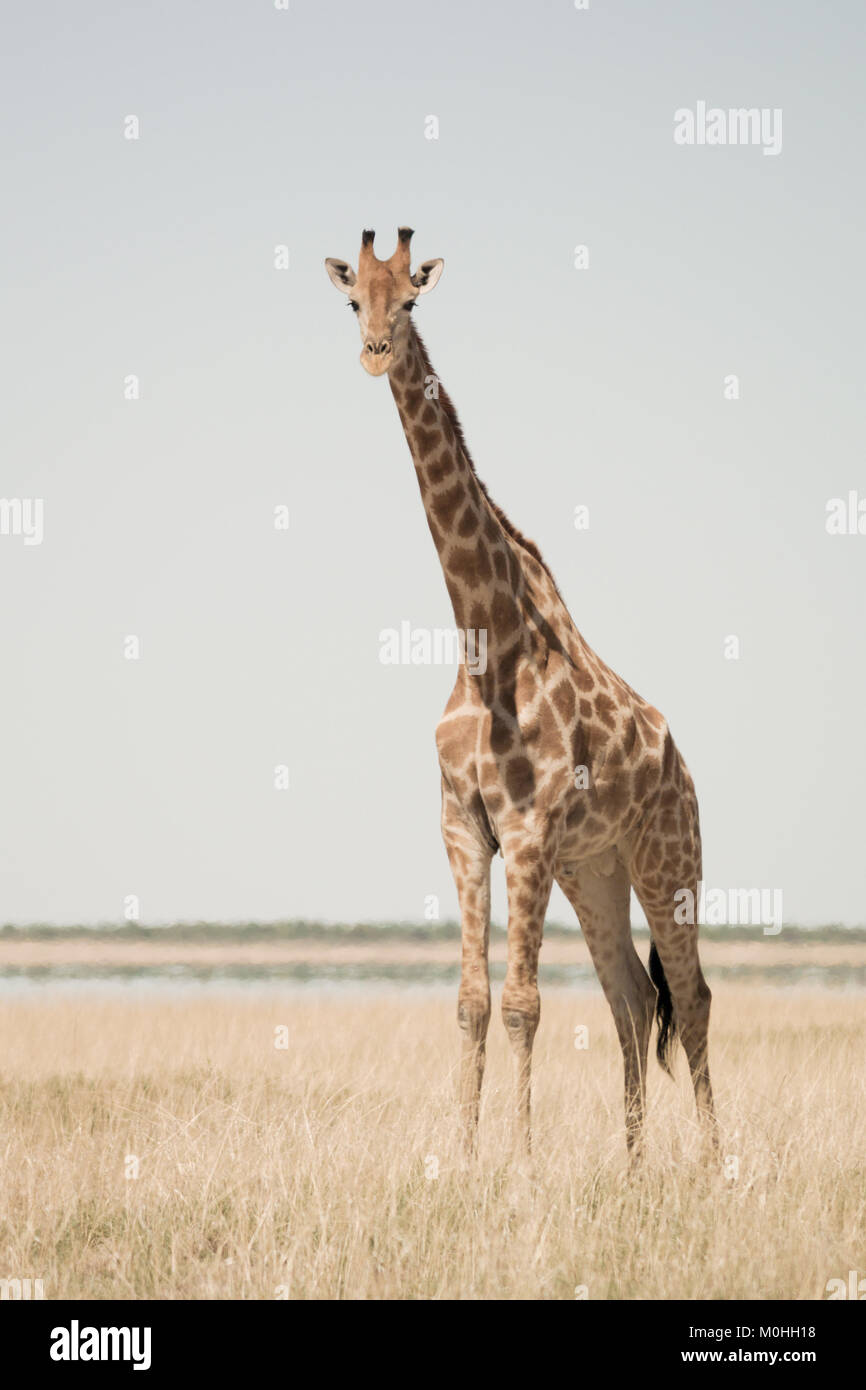 Non ruminant animal hi-res stock photography and images - Alamy