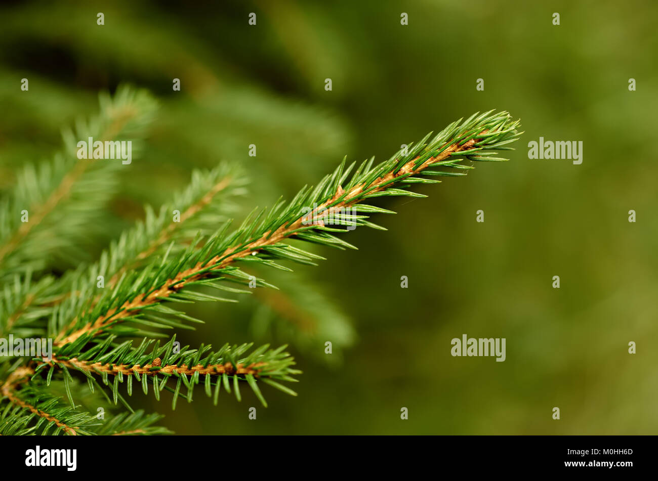 Pine tree branch Stock Photo - Alamy