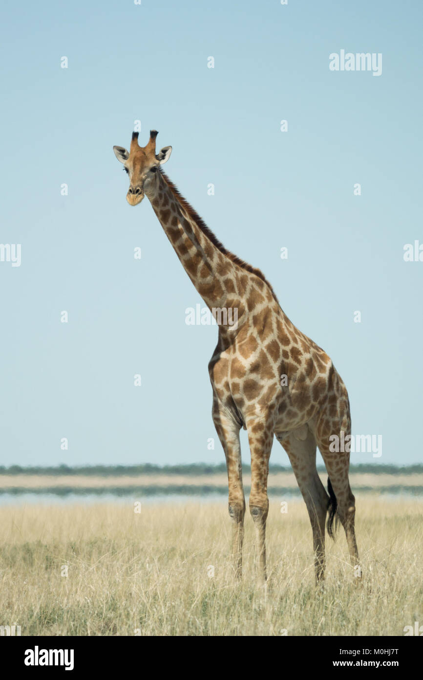 Single Giraffe looking at camera, standing alone in long dry grass ...
