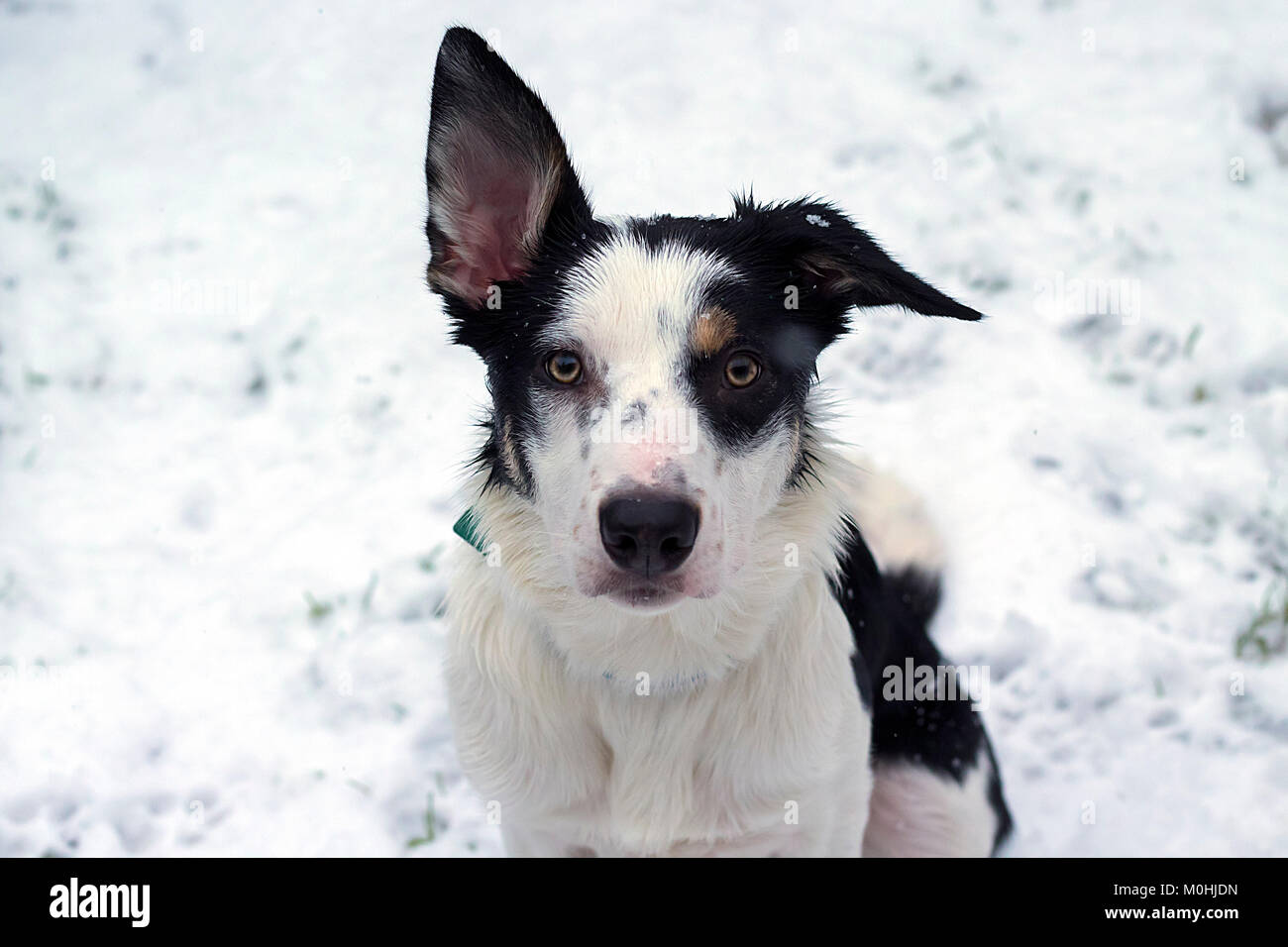 One Ear Salute Stock Photo - Alamy