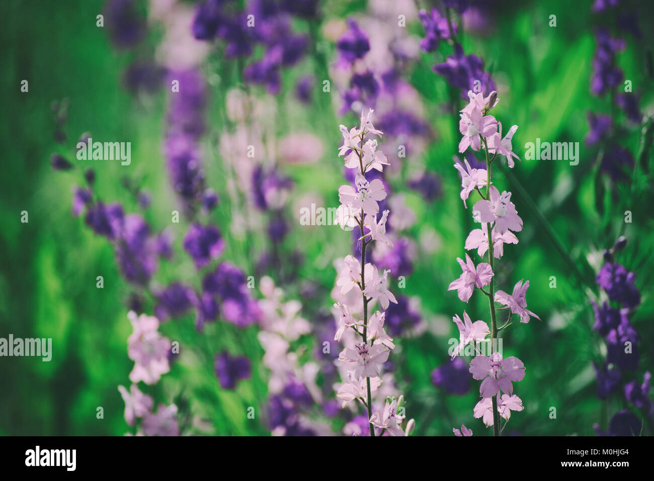 Violet flowers background Stock Photo - Alamy