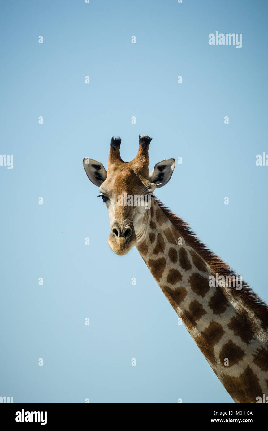 Close up Giraffe Head Looking towards Camera Stock Photo - Alamy