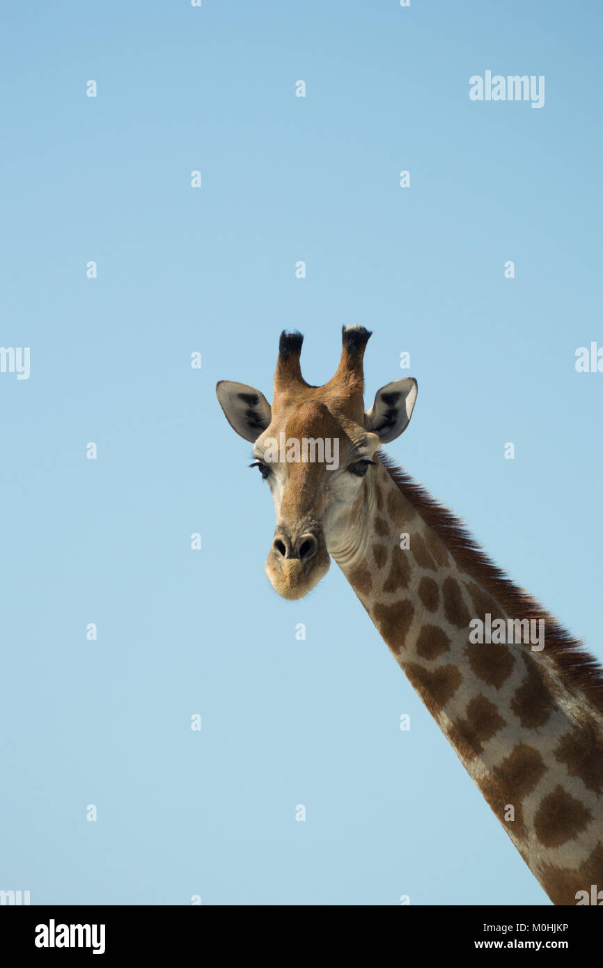 Close up Giraffe Head Looking towards Camera Stock Photo - Alamy