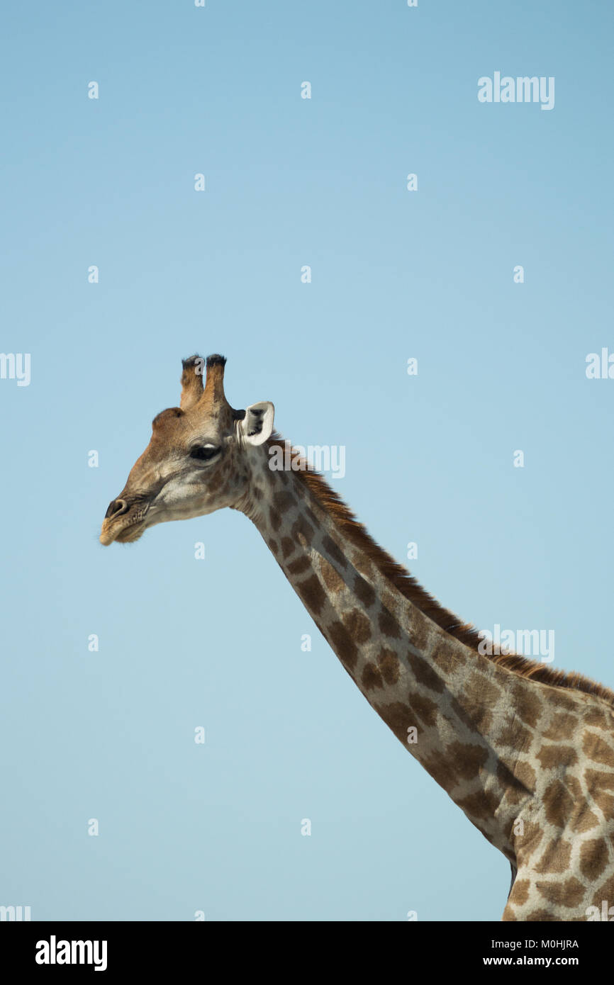 Giraffe head pattern hi-res stock photography and images - Alamy
