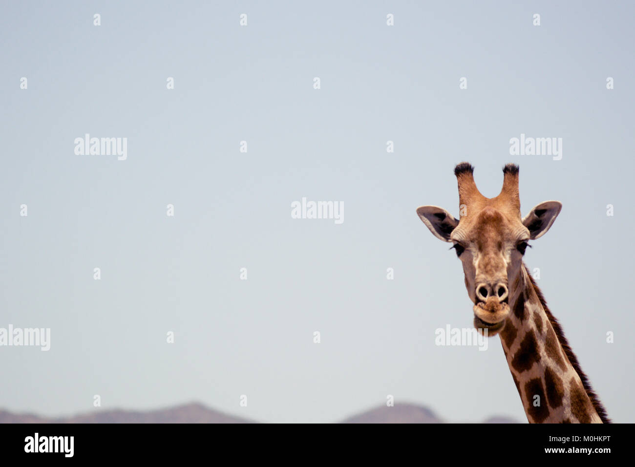 Giraffe head detail hi-res stock photography and images - Alamy