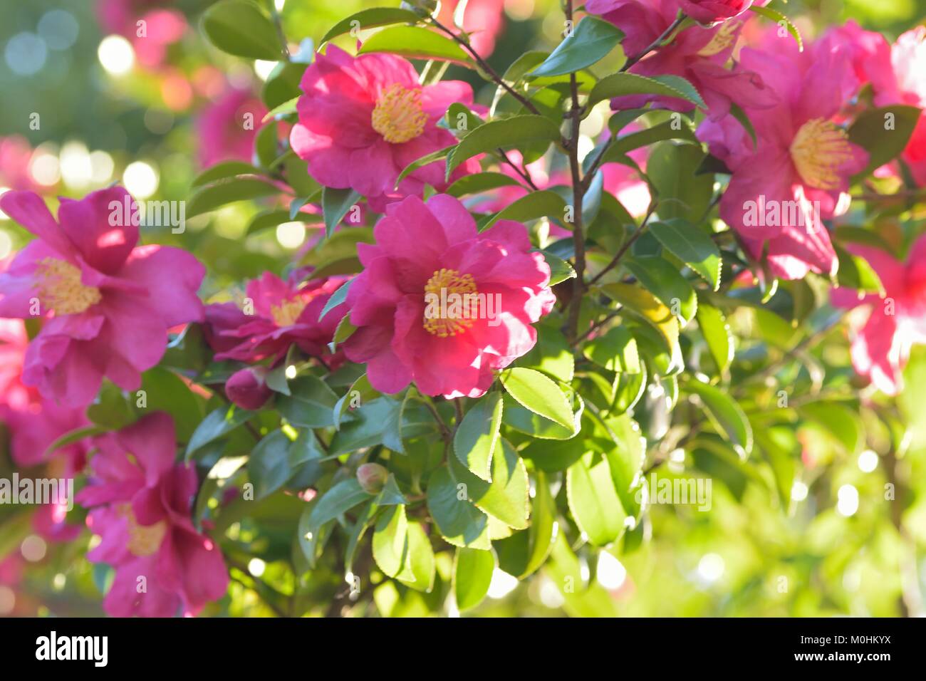 Closeup of Japanese Tsubaki flower in horizontal frame Stock Photo - Alamy