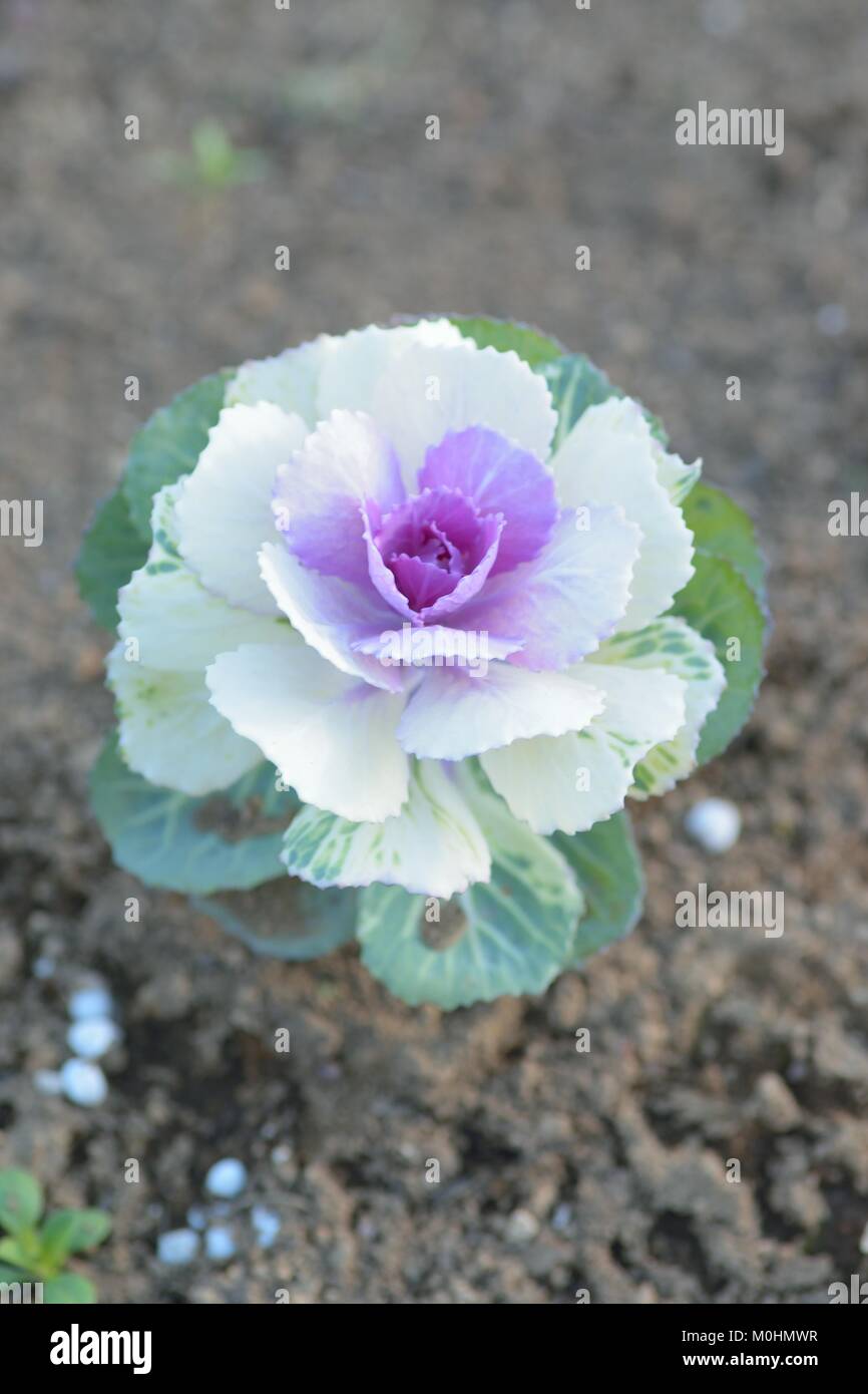 Nature background of organic Cabbage flowers planted at garden Stock ...