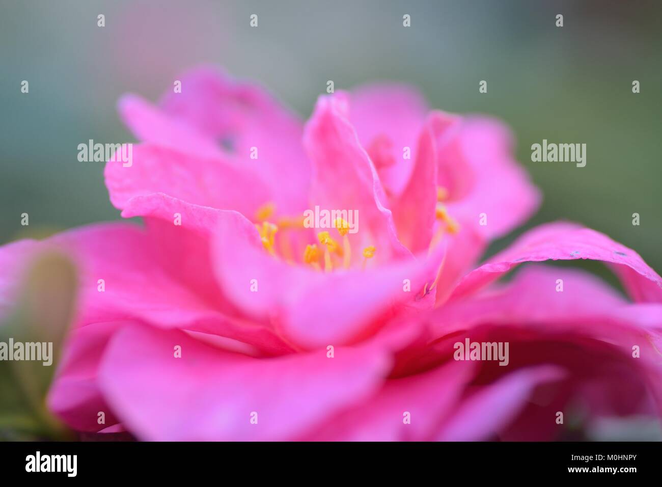 Closeup of Japanese Tsubaki flower in horizontal frame Stock Photo - Alamy
