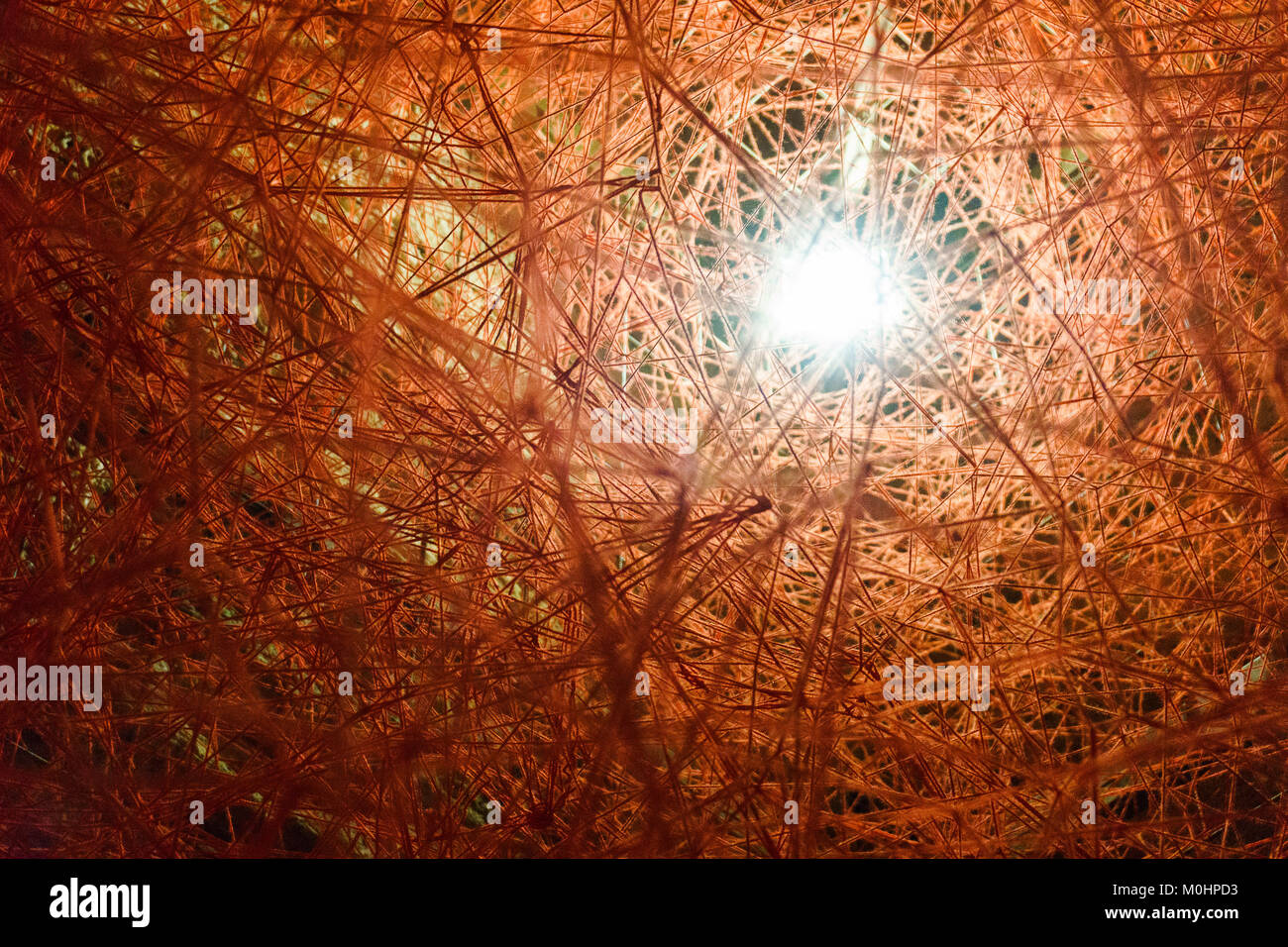 Image of abstraction from orange threads Stock Photo - Alamy