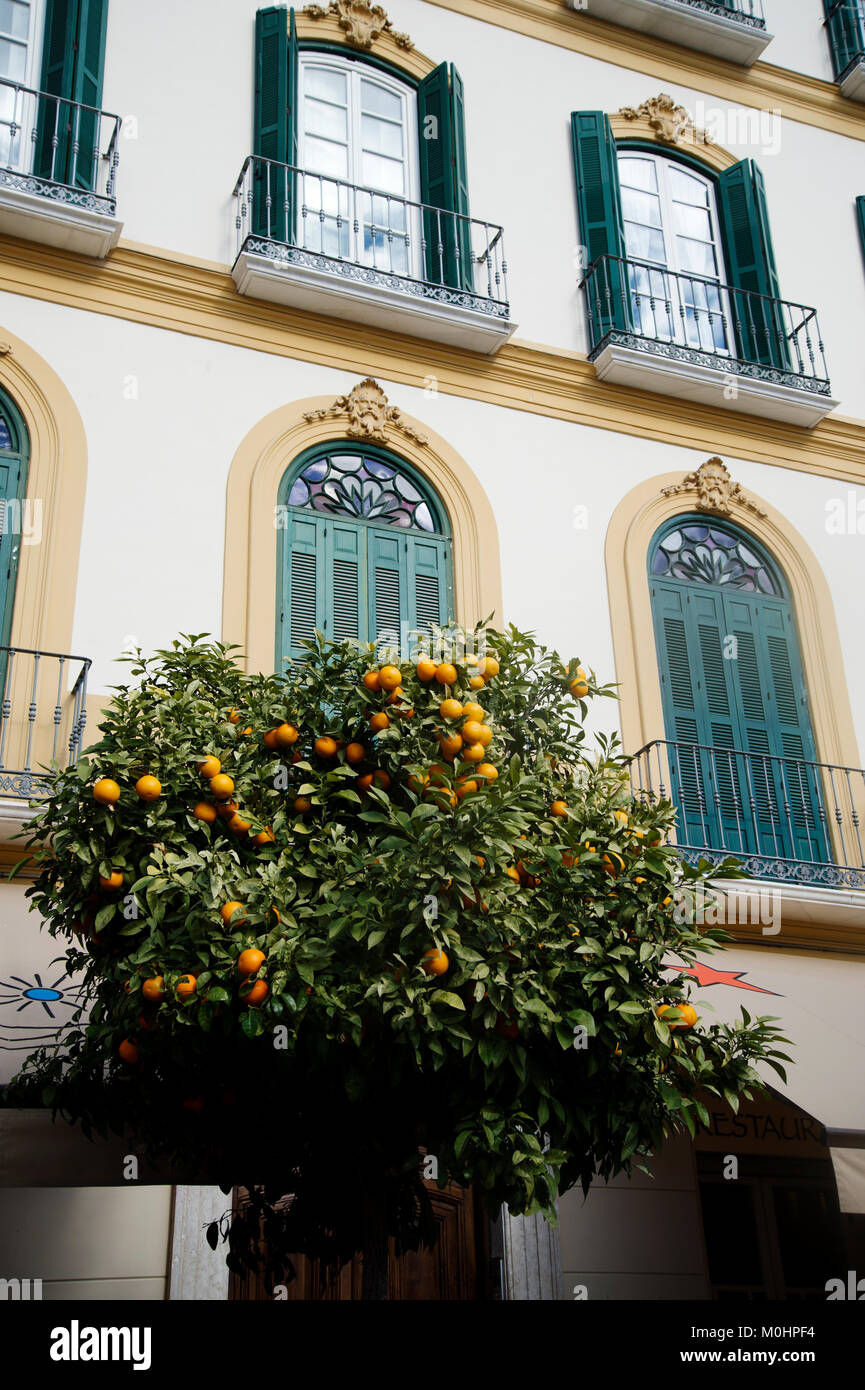 Orange tree in front house hi-res stock photography and images - Alamy