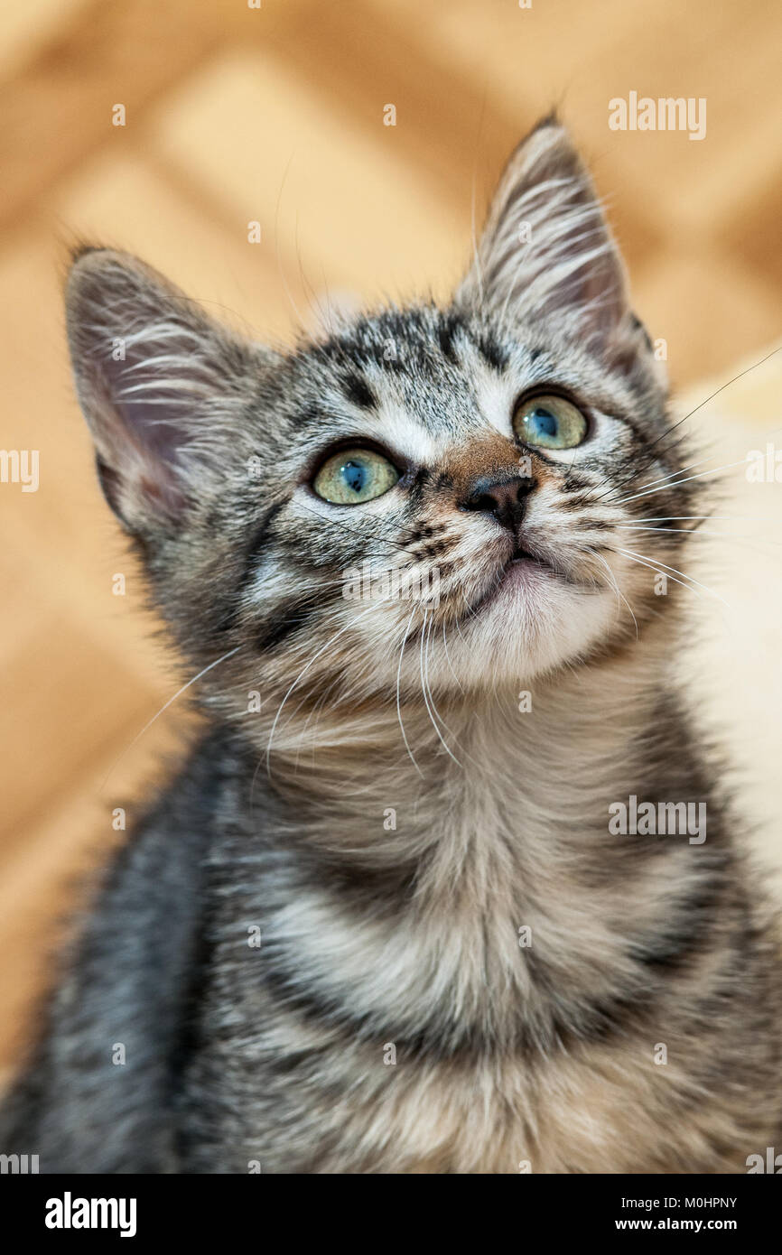 Baby tabby hi-res stock photography and images - Alamy