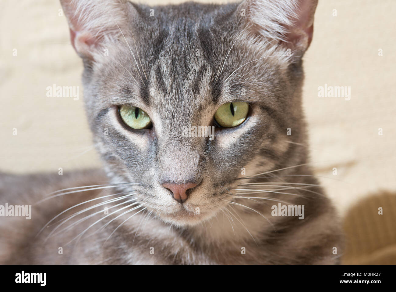 American short hair cat Stock Photo - Alamy