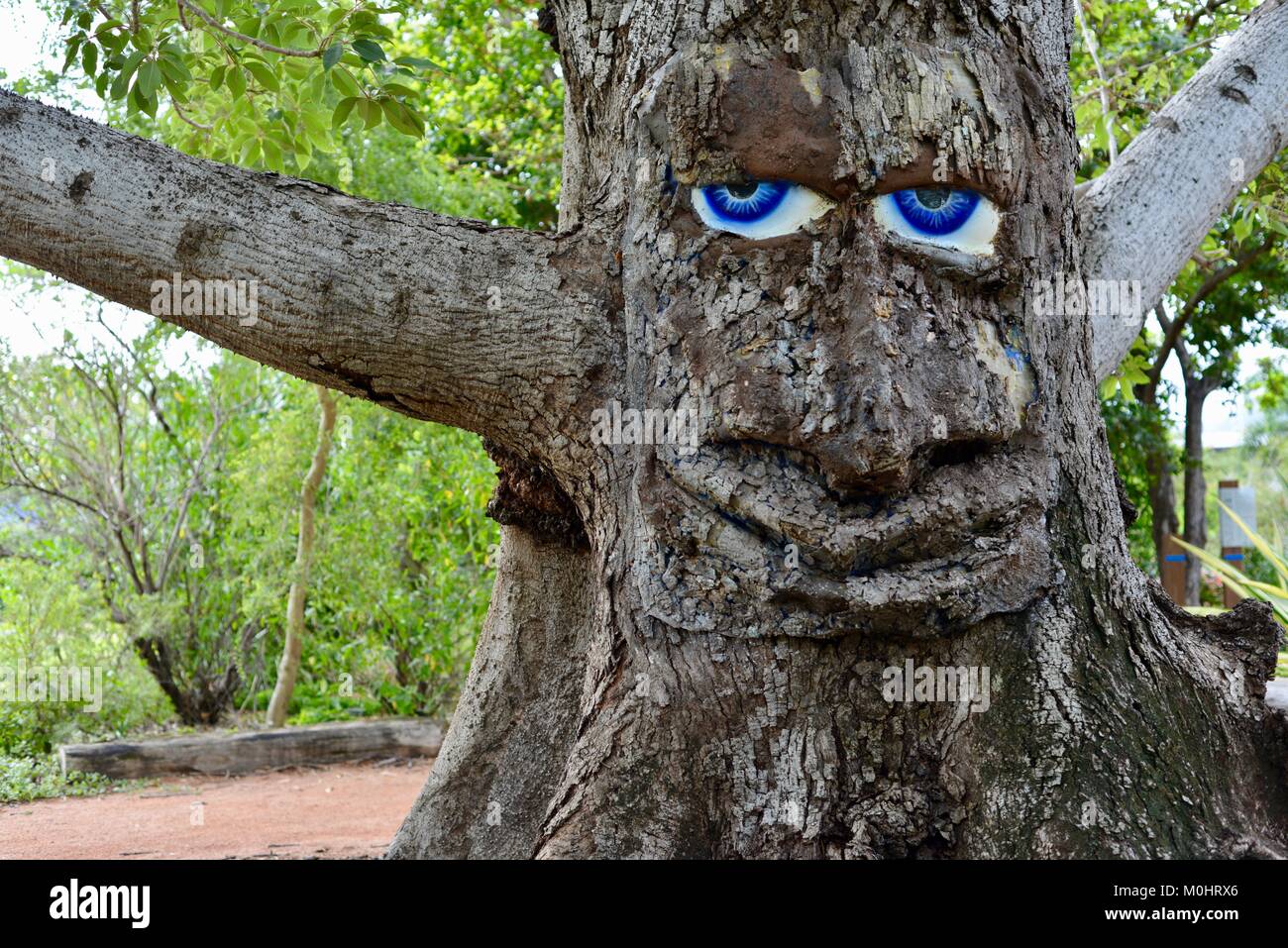 Large blue eyes and face on a tree, Billy the bombax tree, Anderson ...
