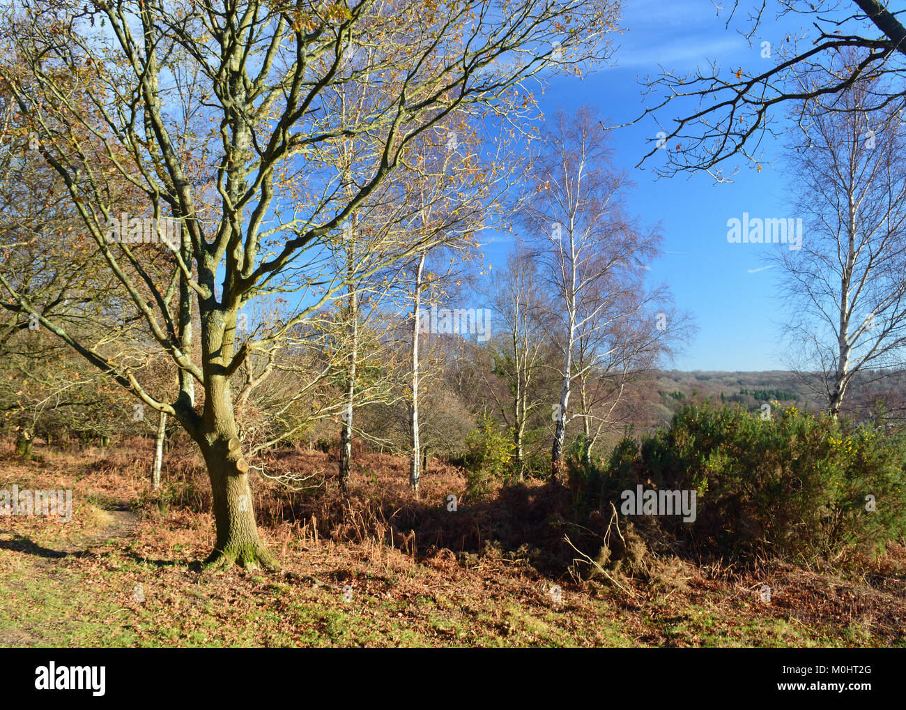Ashdown Forest, Sussex Stock Photo - Alamy
