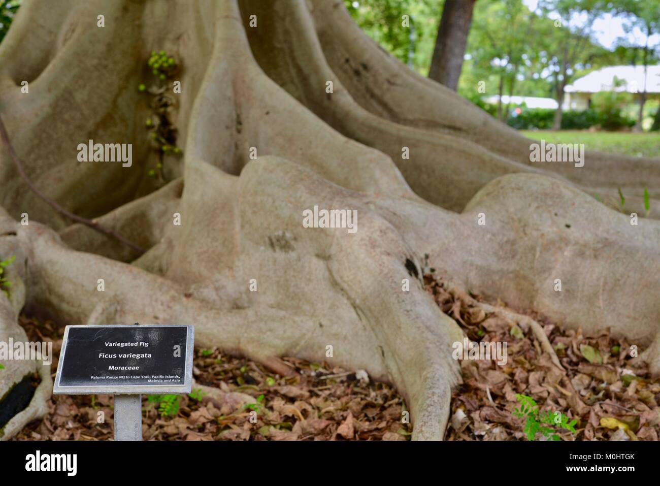Variegated fig (Ficus variegata) roots, fruits and trunk, Anderson Park ...